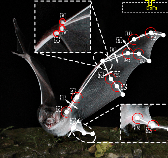 Robotic bat | Elektor Magazine